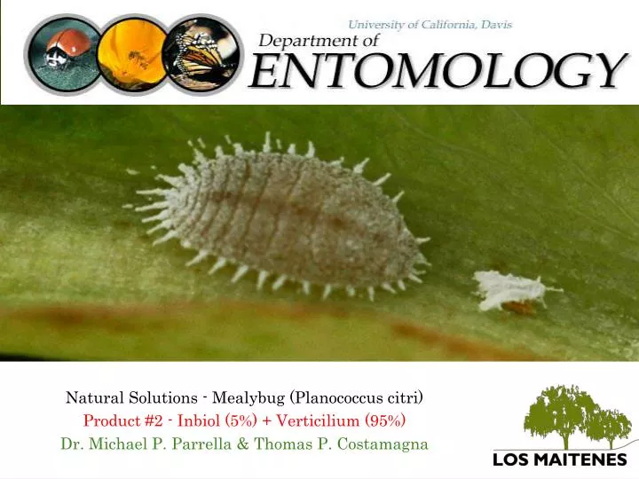 PPT - Natural Solutions - Mealybug (Planococcus citri) Product #2 ...
