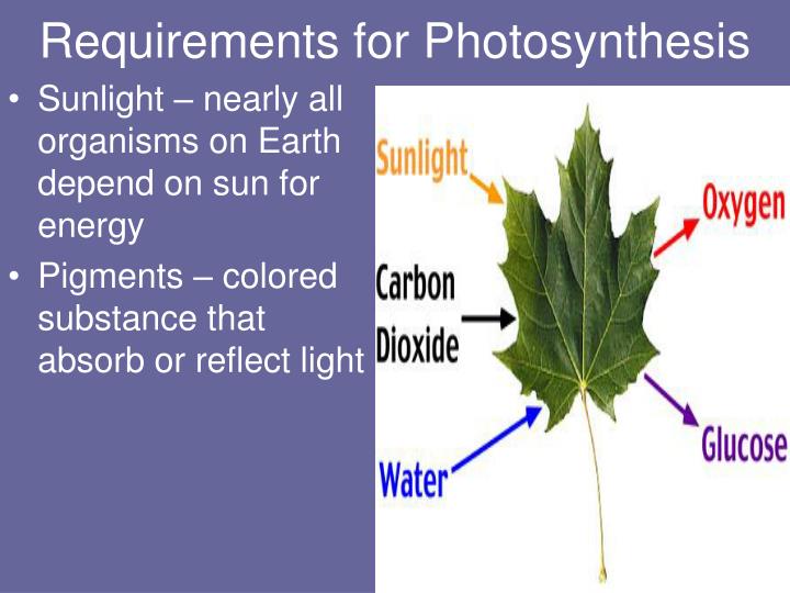 PPT - PHOTOSYNTHESIS AND CELLULAR RESPIRATION PowerPoint Presentation ...