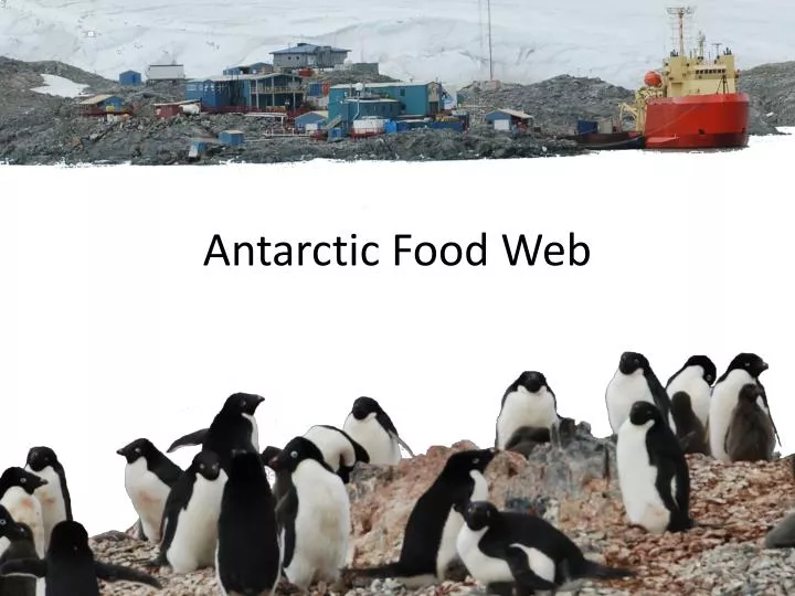 PPT - Antarctic Food Web PowerPoint Presentation, free download - ID ...