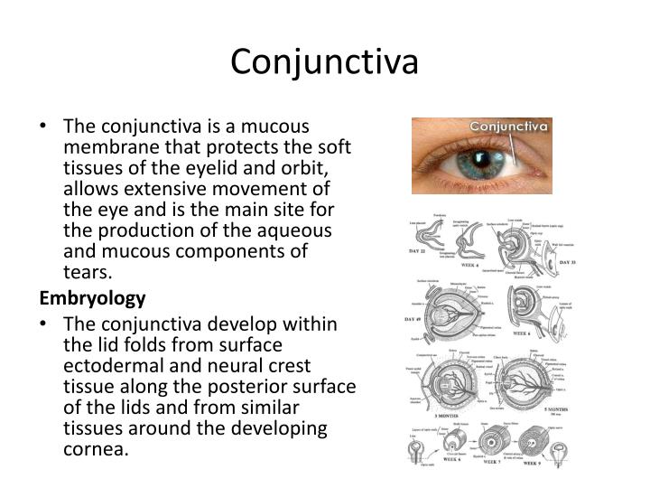 PPT - Tear Film, Lacrimal and Meibomian Glands PowerPoint Presentation ...