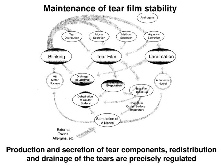 PPT - Tear Film, Lacrimal and Meibomian Glands PowerPoint Presentation ...