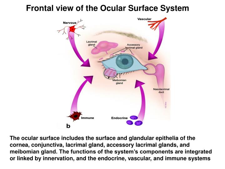 PPT - Tear Film, Lacrimal and Meibomian Glands PowerPoint Presentation - ID:6118473