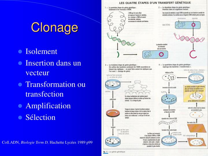 PPT - Génie génétique PowerPoint Presentation - ID:6118728