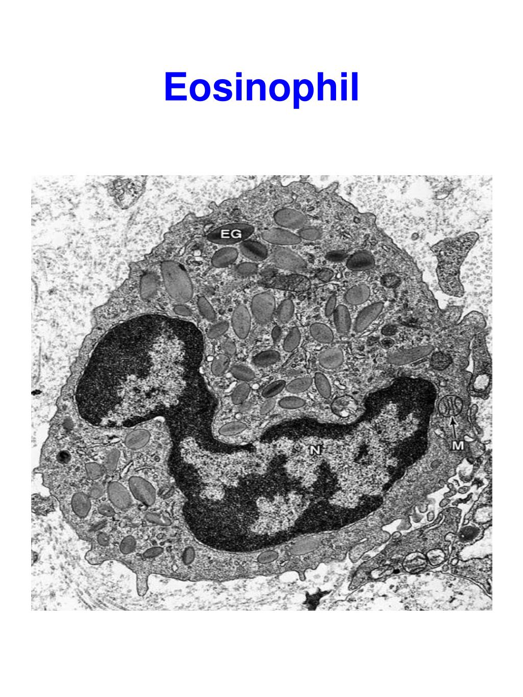 PPT - Blood and lymph Hematopoiesis PowerPoint Presentation, free ...