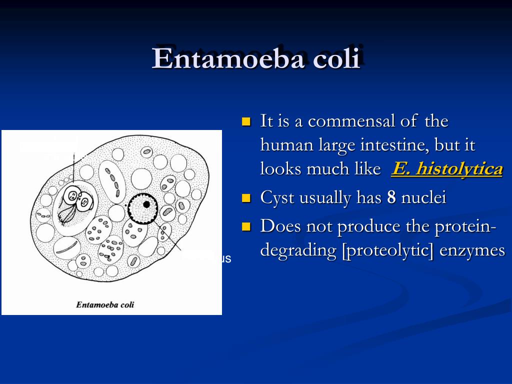 Entamoeba Gingivalis Wikipdia
