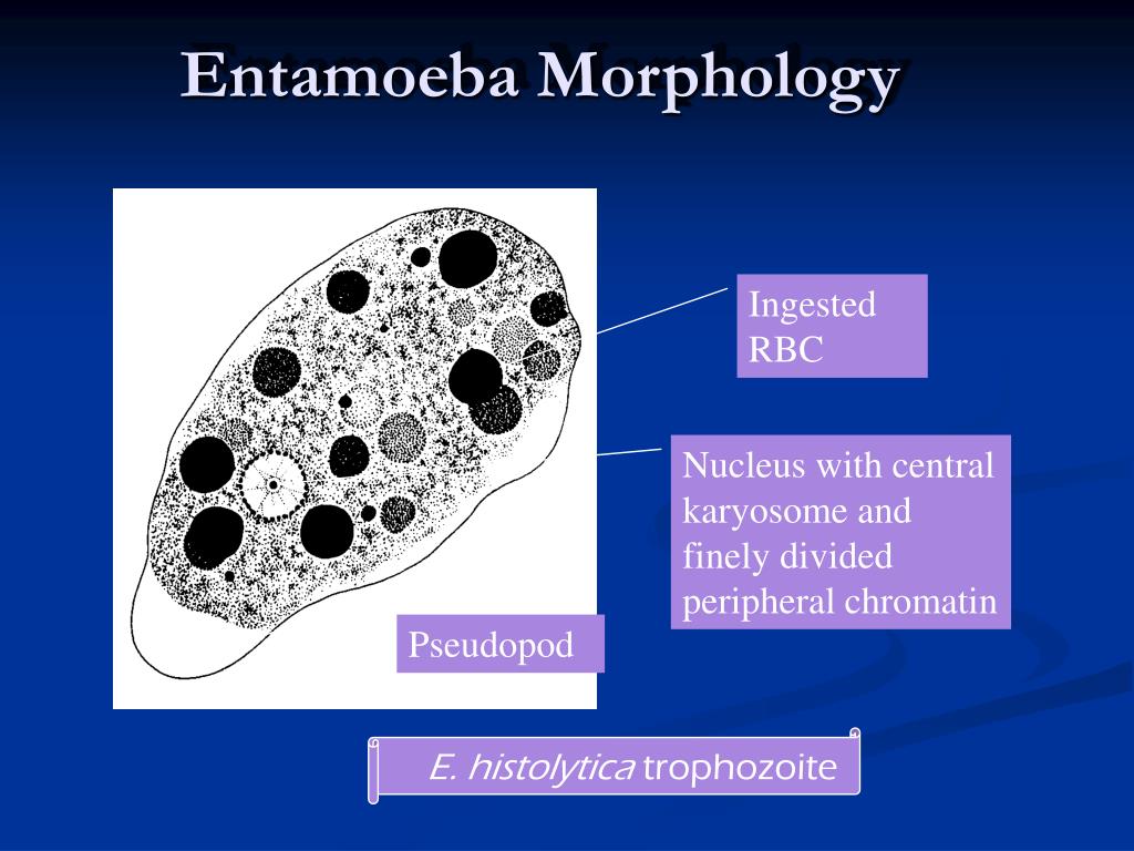 PPT - Entamoeba histolytica E. coli E. gingivalis PowerPoint ...