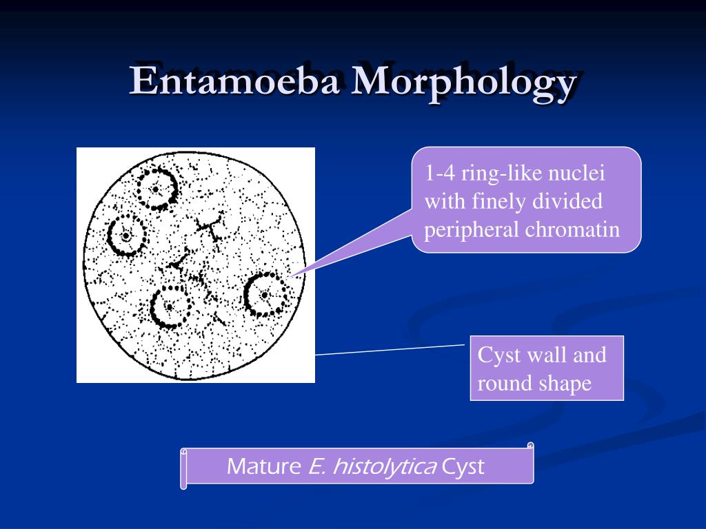 PPT - Entamoeba histolytica E. coli E. gingivalis PowerPoint ...
