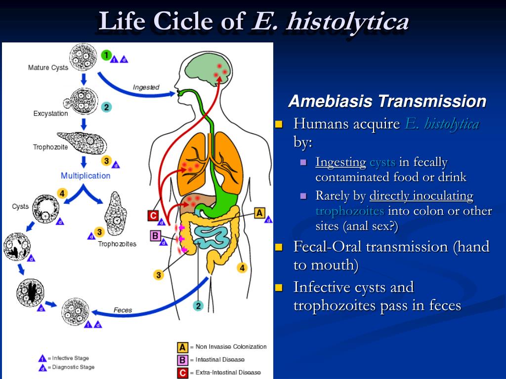 Ppt Entamoeba Histolytica E Coli E Gingivalis Powerpoint Presentation Id6119921