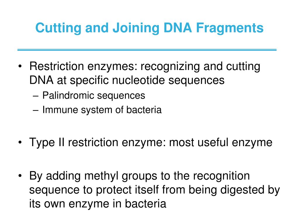 PPT - 19.1 Techniques of Molecular Genetics Have Revolutionized Biology ...