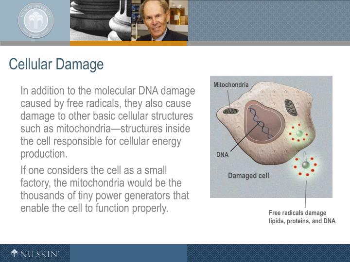 PPT - Introduction to Antioxidants PowerPoint Presentation - ID:6120900