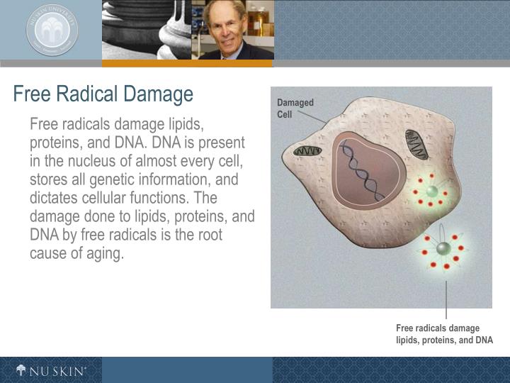 PPT - Introduction to Antioxidants PowerPoint Presentation - ID:6120900