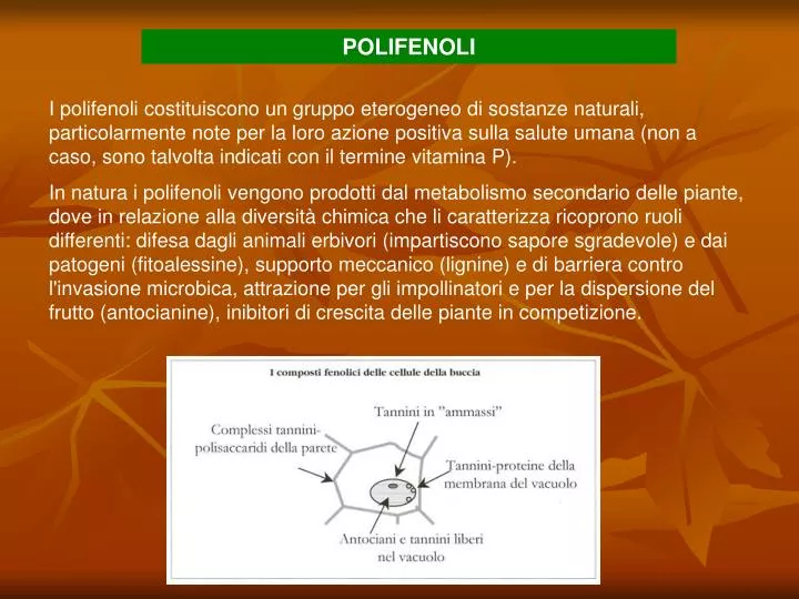 PPT - POLIFENOLI PowerPoint Presentation, free download - ID:6121367