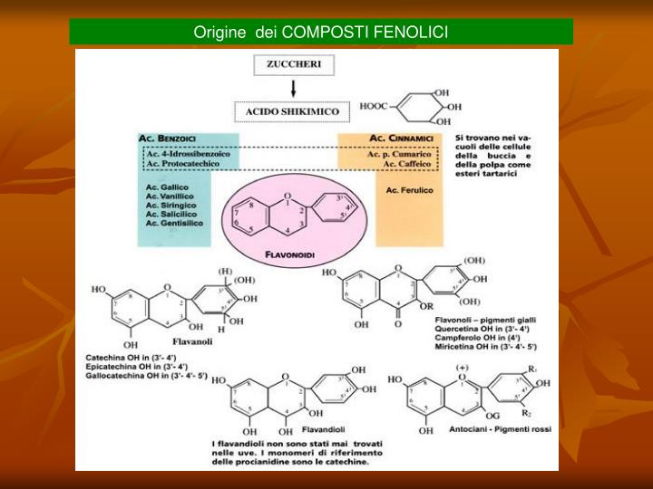 PPT - POLIFENOLI PowerPoint Presentation - ID:6121367