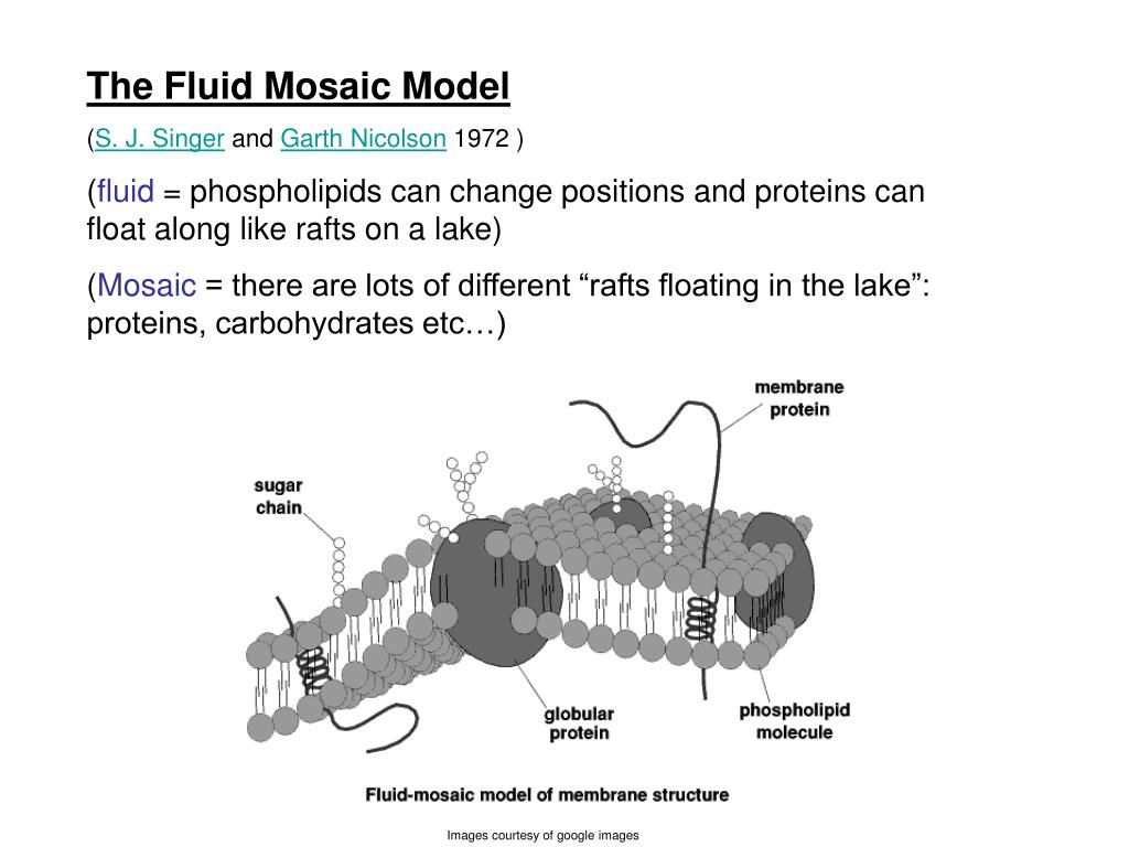PPT - The Fluid Mosaic Model ( S. J. Singer and Garth Nicolson 1972 ...