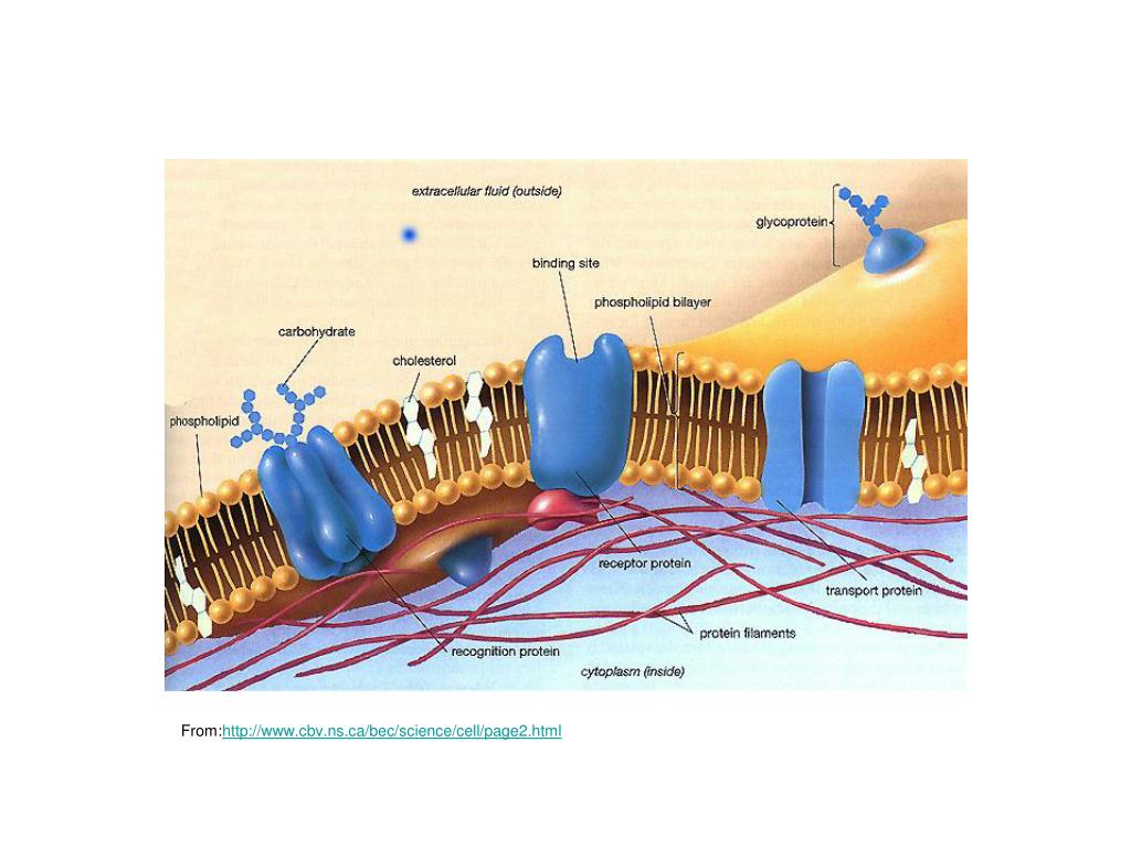 PPT - The Fluid Mosaic Model ( S. J. Singer and Garth Nicolson 1972 ...