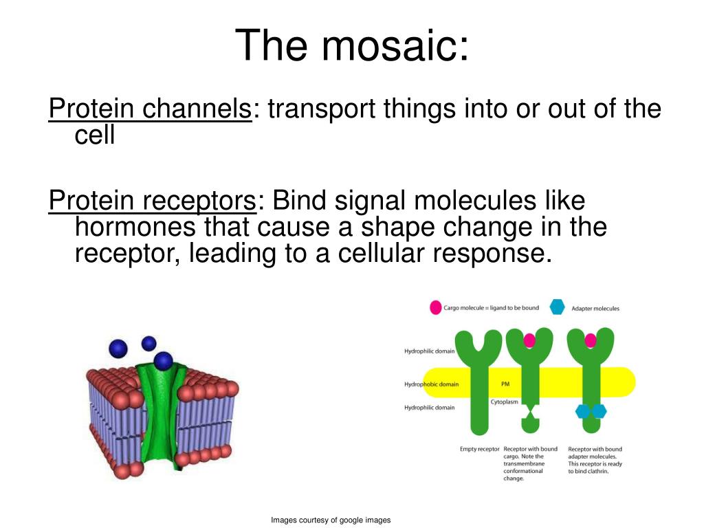 PPT - The Fluid Mosaic Model ( S. J. Singer and Garth Nicolson 1972 ...