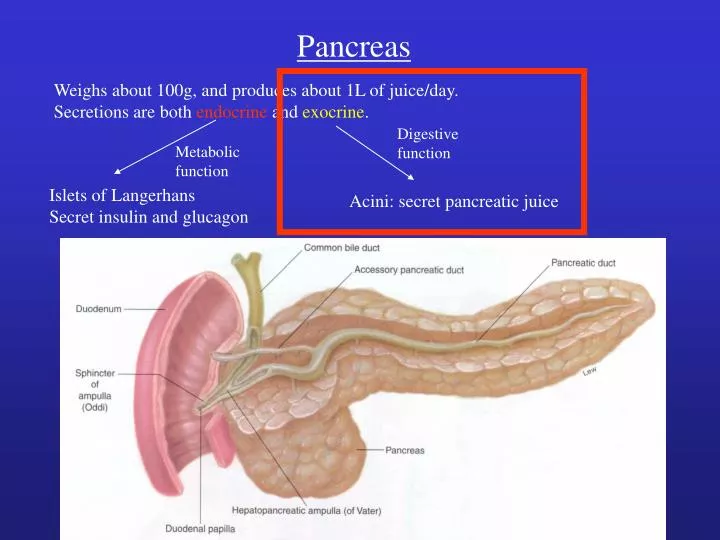 PPT - Pancreas PowerPoint Presentation, free download - ID:6121477