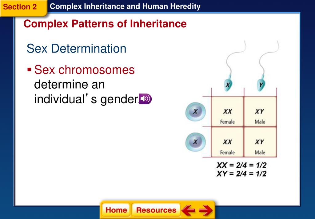 Ppt Section 1 Basic Patterns Of Human Inheritance Powerpoint