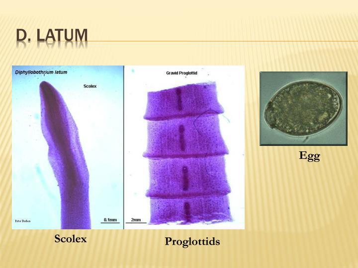 PPT - Diphyllobothrium Latum (Broad tape worm, Fish tape worm ...