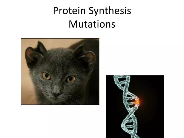 PPT - Protein Synthesis Mutations PowerPoint Presentation, free ...