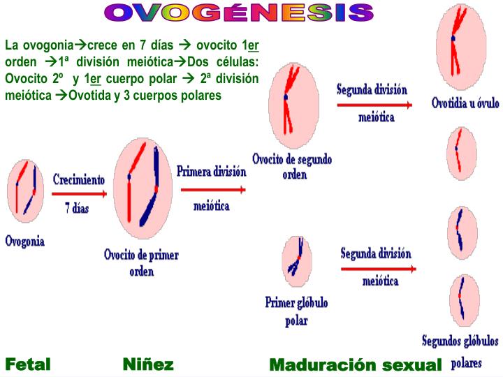 PPT - Gametogénesis PowerPoint Presentation - ID:6122210