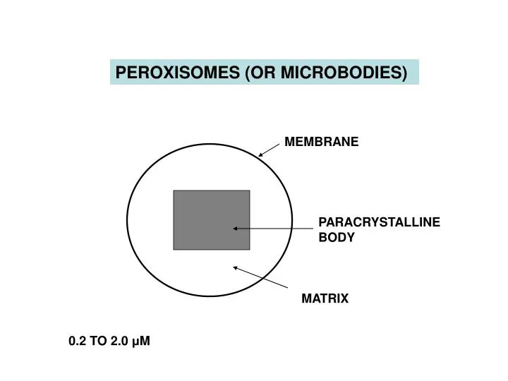 PPT - PEROXISOMES (OR MICROBODIES) PowerPoint Presentation, free ...