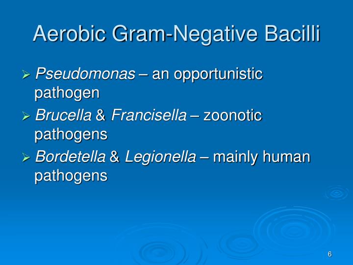 PPT - The Gram-Negative Bacilli of Medical Importance 1/2 PowerPoint ...