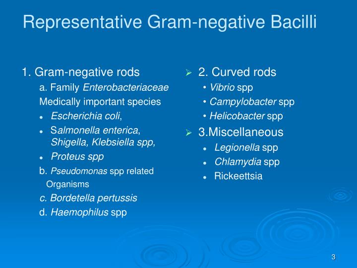 PPT - The Gram-Negative Bacilli of Medical Importance 1/2 PowerPoint ...