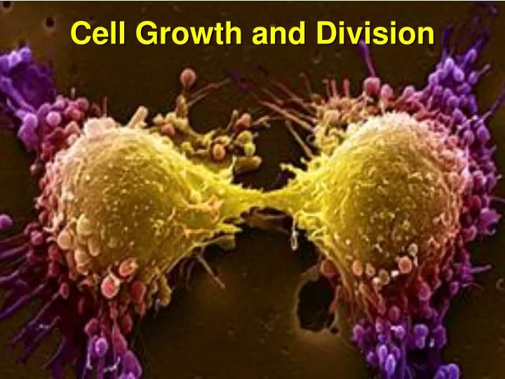 PPT - Cell Growth and Division PowerPoint Presentation, free download ...