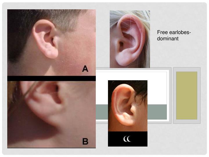 PPT - Genetics PowerPoint Presentation - ID:6127283