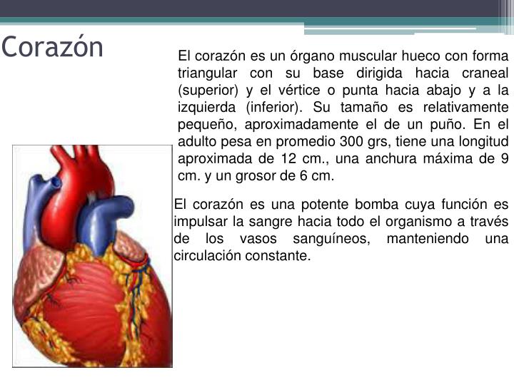 PPT - “El corazón” PowerPoint Presentation - ID:6127634