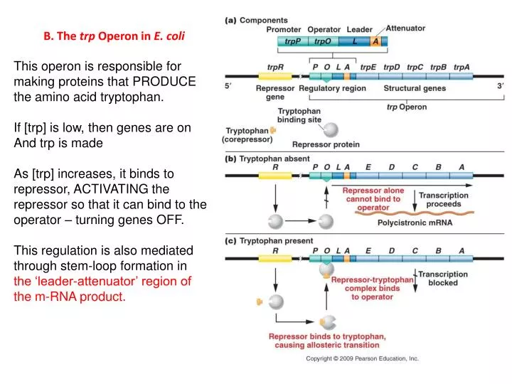 PPT - B. The trp Operon in E. coli PowerPoint Presentation, free ...