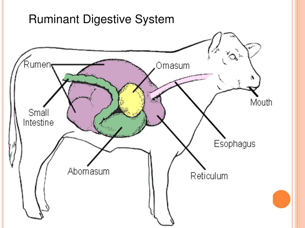 Ruminant Digestive System Four Compartments Of Rumina - vrogue.co Ruminant Digestive System Four Compartments Of Rumina - vrogue.co