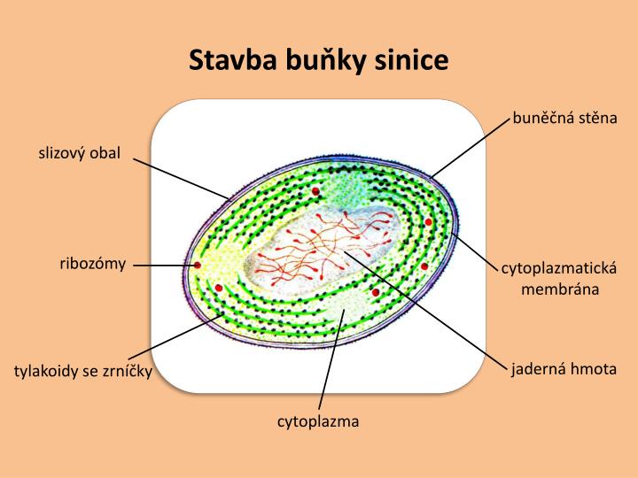 PPT - M1: LESNICKÁ BOTANIKA SINICE PowerPoint Presentation - ID:6128910