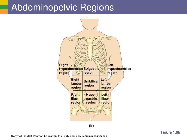 PPT - The Human Body: An Orientation PowerPoint Presentation - ID:6130058
