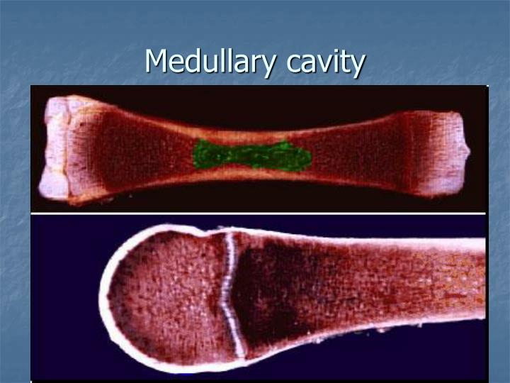 PPT - Bone Tissue PowerPoint Presentation - ID:6130412