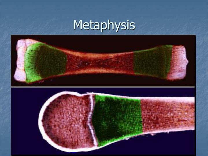 PPT - Bone Tissue PowerPoint Presentation - ID:6130412