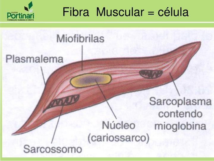 PPT - TECIDO MUSCULAR PowerPoint Presentation - ID:6132069