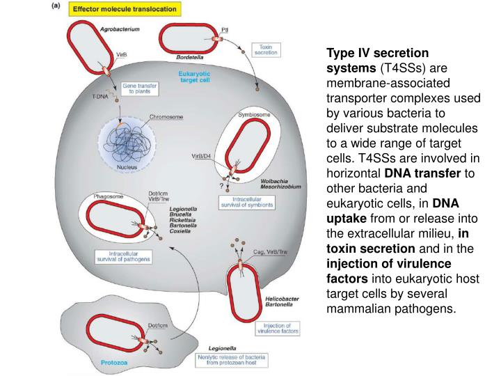 PPT - Type IV secretion systems (T4SS) Legionella: the archetype of the ...