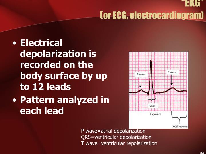 PPT - The Circulatory System PowerPoint Presentation - ID:6132502