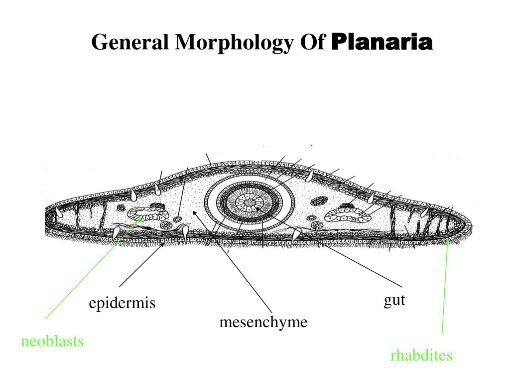 PPT - Planaria sp. Kingdom : Animalia Phylum : Platyhelminthes Order ...
