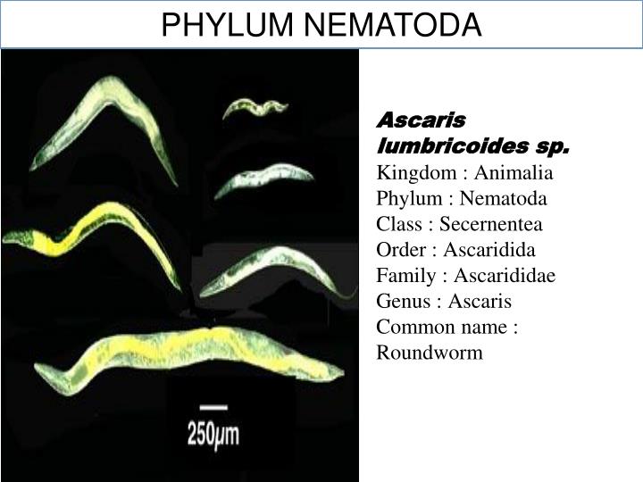PPT - Planaria sp. Kingdom : Animalia Phylum : Platyhelminthes Order ...