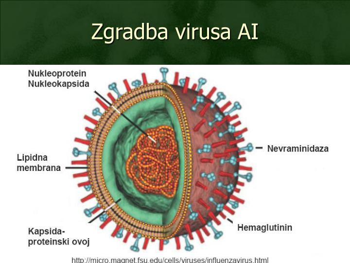 PPT - Genom virusa PowerPoint Presentation - ID:6135261
