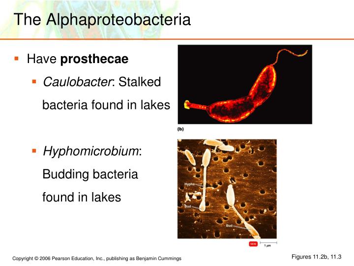 PPT - The Prokaryotes: Domains Bacteria and Archaea PowerPoint ...