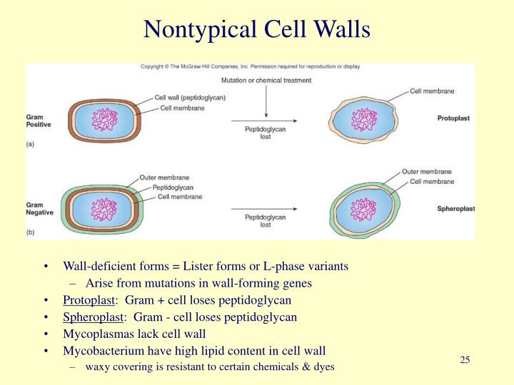PPT - Prokaryotic Profiles: The Bacteria and the Archaea PowerPoint ...