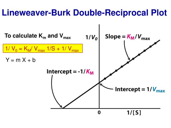 PPT - Biochemical Reaction Rate: Enzyme Kinetics PowerPoint ...