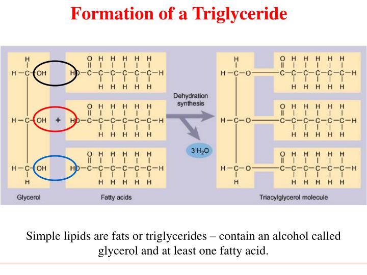 PPT - Lipids Long Term Energy Storage PowerPoint Presentation - ID:6135596