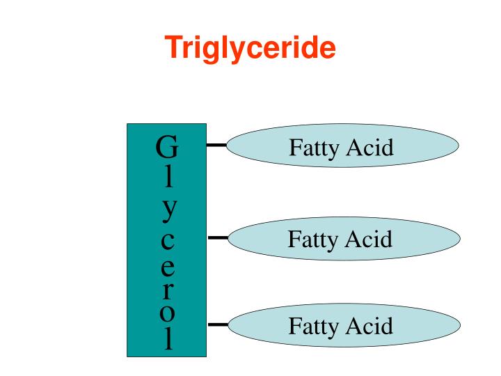 PPT - Lipids Long Term Energy Storage PowerPoint Presentation - ID:6135596