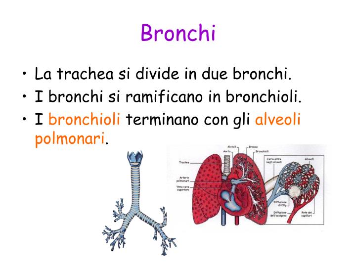 PPT - Apparato respiratorio PowerPoint Presentation - ID:6136609