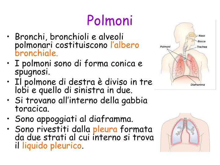 PPT - Apparato respiratorio PowerPoint Presentation - ID:6136609